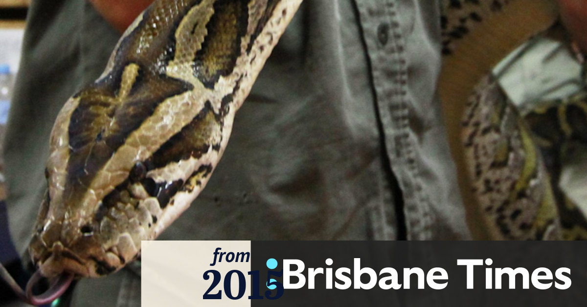 Toddler bitten by snake in Queensland outback Toddler bitten by snake in Queensland outback